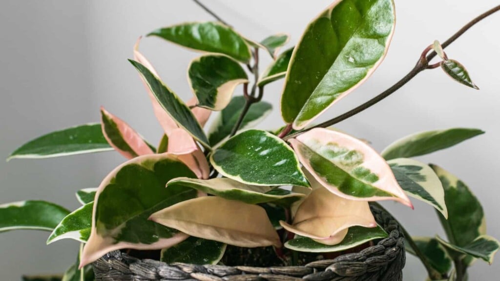 Hoya Carnosa: Complete Plant Care and Growing Guide