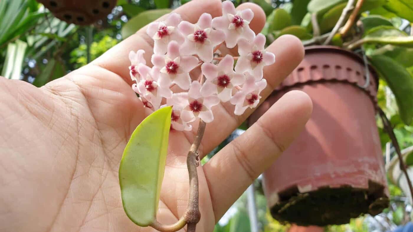 Hoya Carnosa: Complete Plant Care and Growing Guide