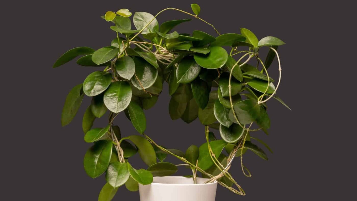 Hoya Carnosa: Complete Plant Care and Growing Guide