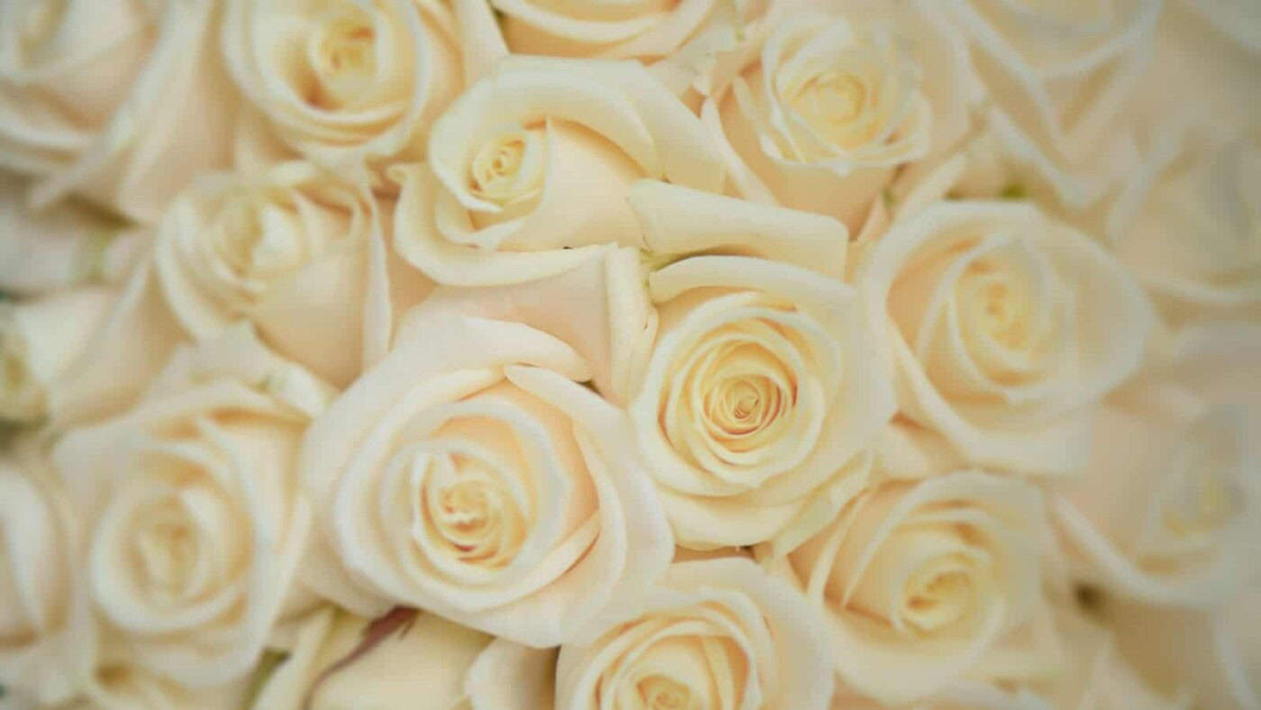 The Rose Whisperer! A Guide to the Meanings of Rose Colors