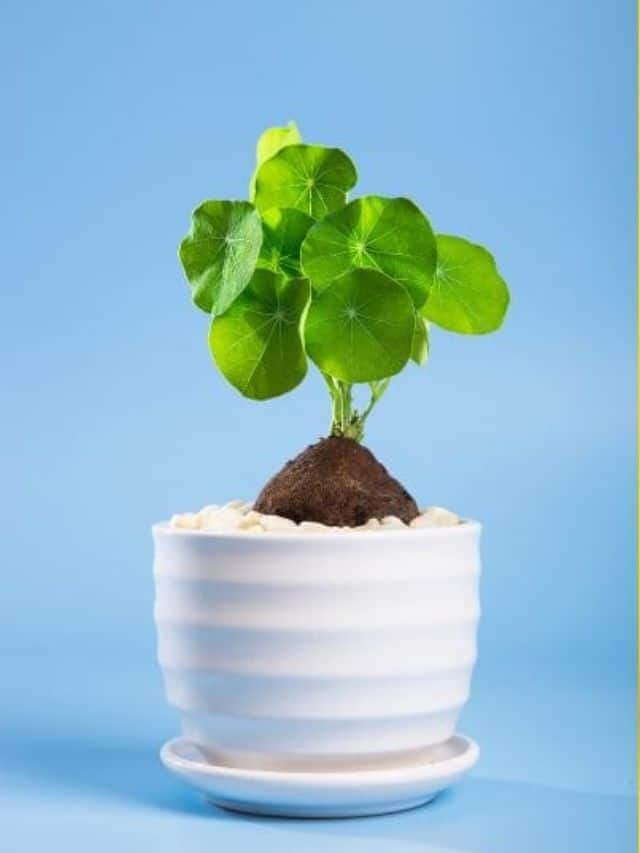 How To Pronounce Stephania at Amanda Okane blog