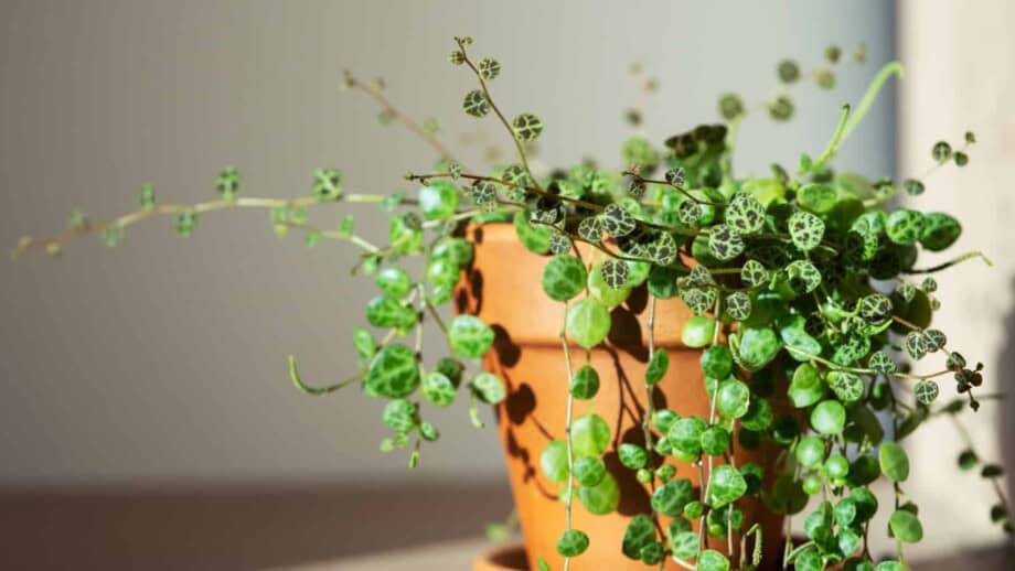 How to Grow and Care for String of Turtles (Complete Guide)