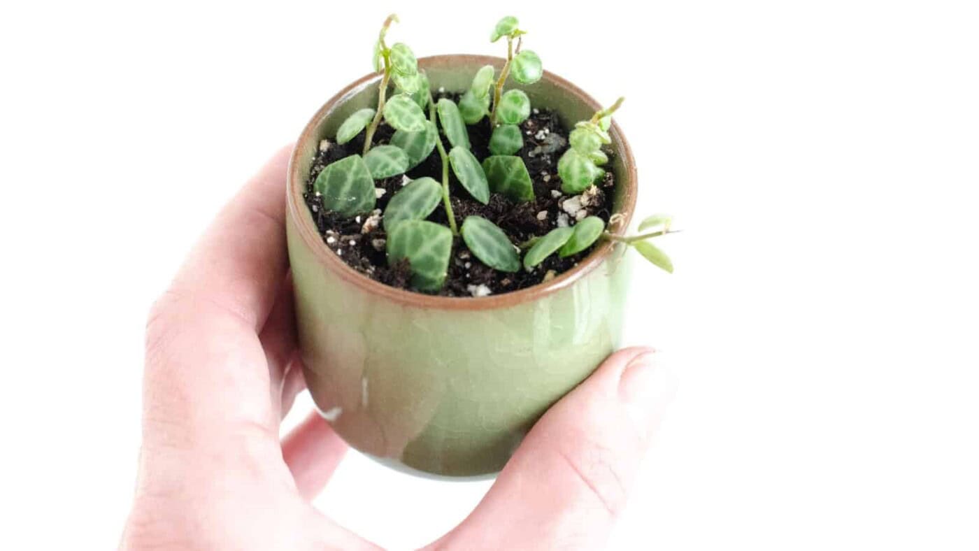 How to Grow and Care for String of Turtles (Complete Guide)