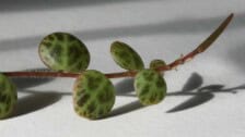 How to Grow and Care for String of Turtles (Complete Guide)