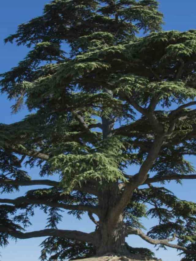 12 Different Types of Cedar Trees with Pictures - Planet Natural 12 Different Types of Cedar Trees with Pictures - Planet Natural