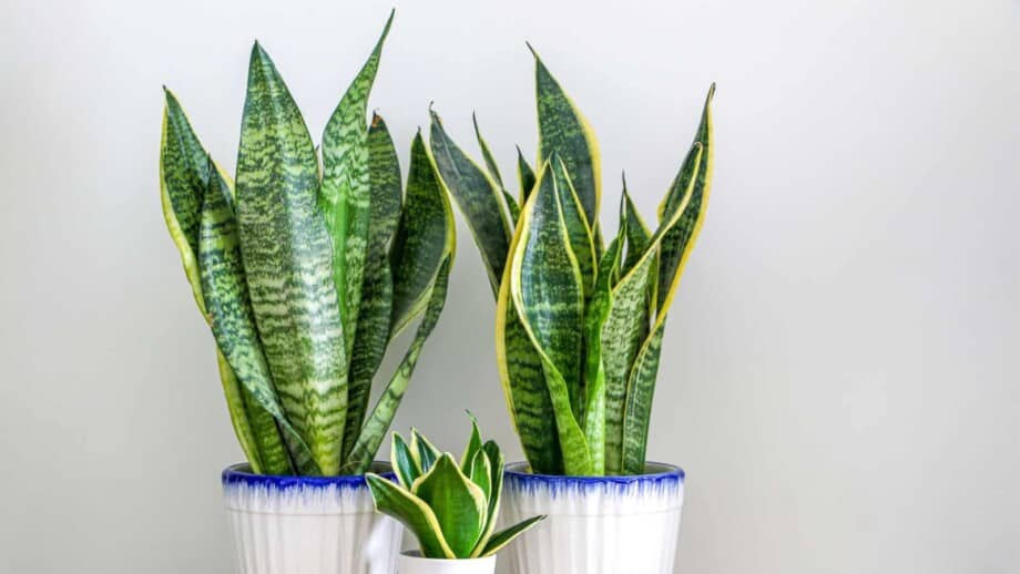 Sansevieria Care Guide: How to Grow and Care for Snake Plant