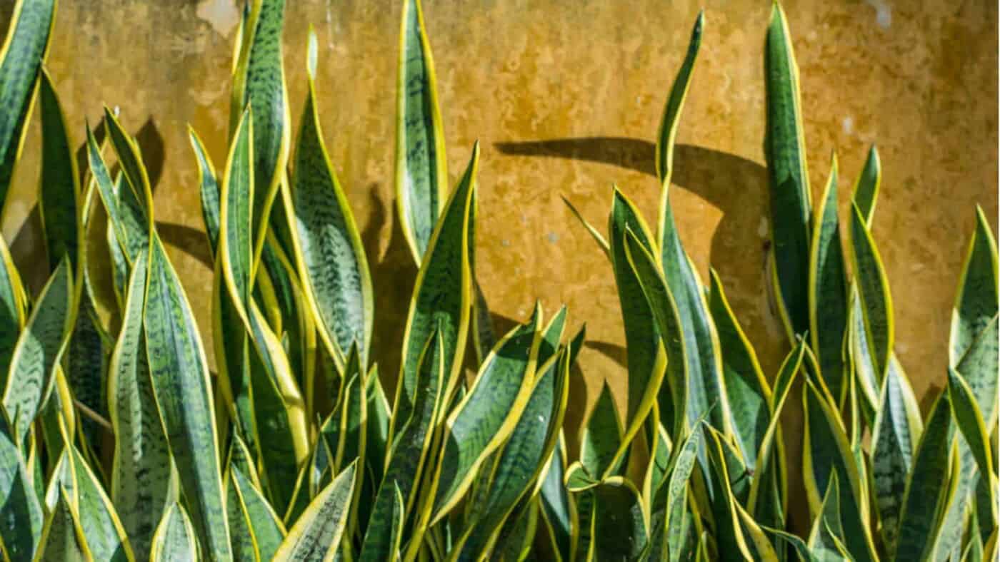Sansevieria Care Guide: How to Grow and Care for Snake Plant