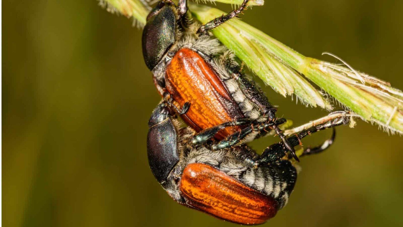 Lawn Worm: What are Lawn Worms and How to Get Rid of Them