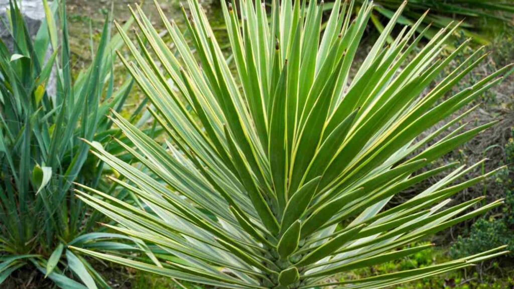 Yucca Plant Care: How to Grow and Care for Yucca Plants