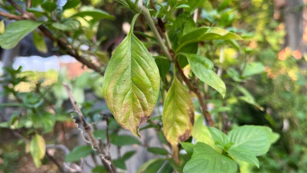 Leaf Spot Full Guide: Causes, Symptoms & Treatment Options