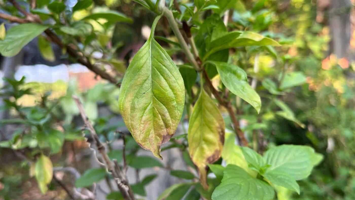Leaf Spot Full Guide: Causes, Symptoms & Treatment Options