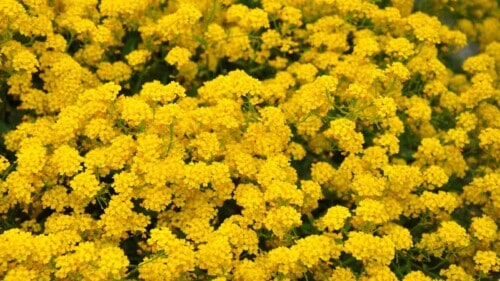 30 Best Ground Cover Plants (Low-Maintenance Options)