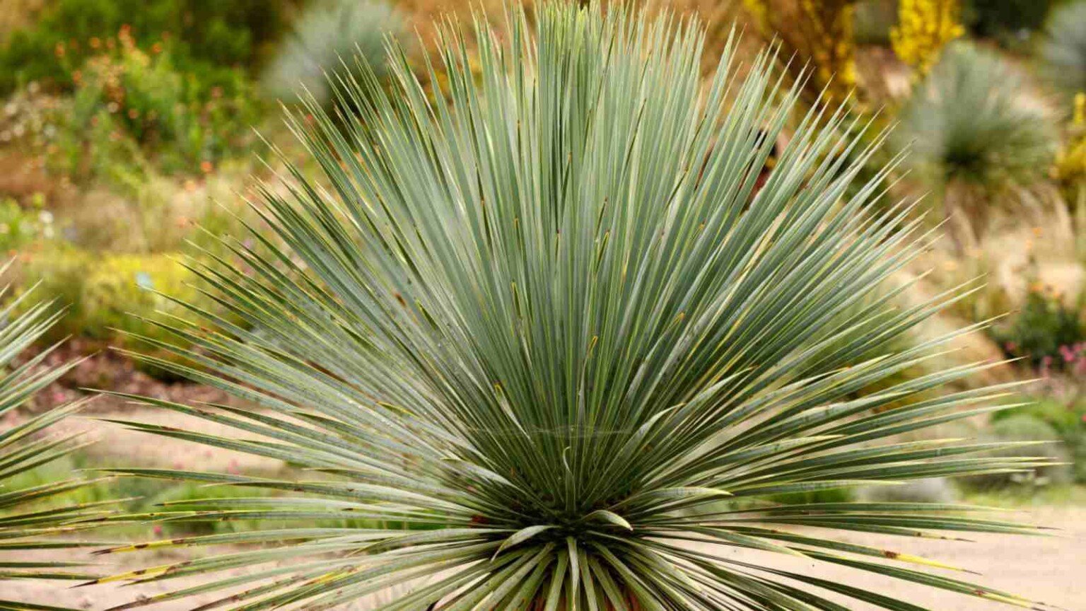 Yucca Plant Care: How to Grow and Care for Yucca Plants