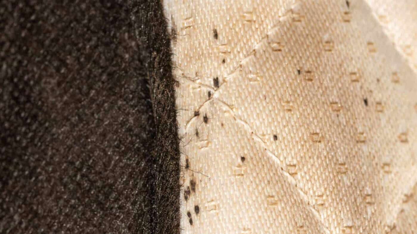 Bed Bug Bites: Pictures, Symptoms, Treatment, and Prevention