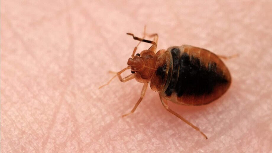 Bed Bug Bites: Pictures, Symptoms, Treatment, and Prevention