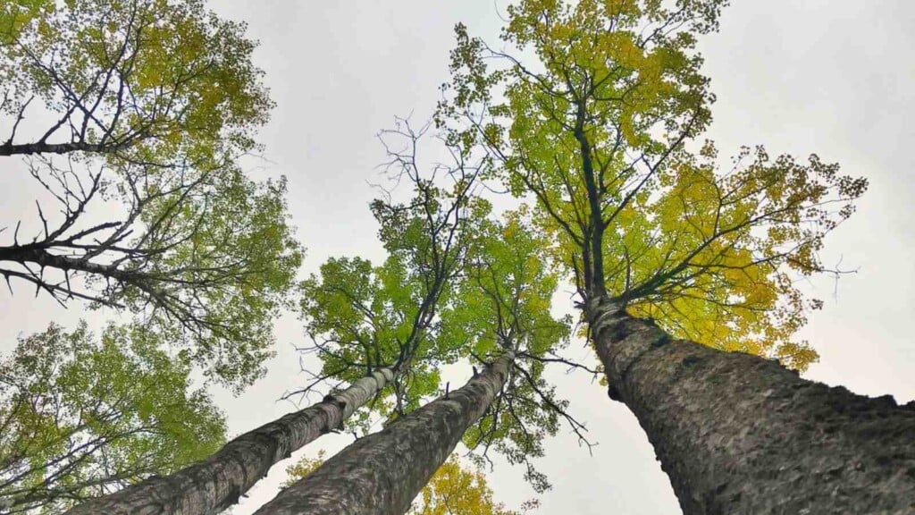 Poplar Tree Guide: 10 Most Popular Types of Poplar Trees