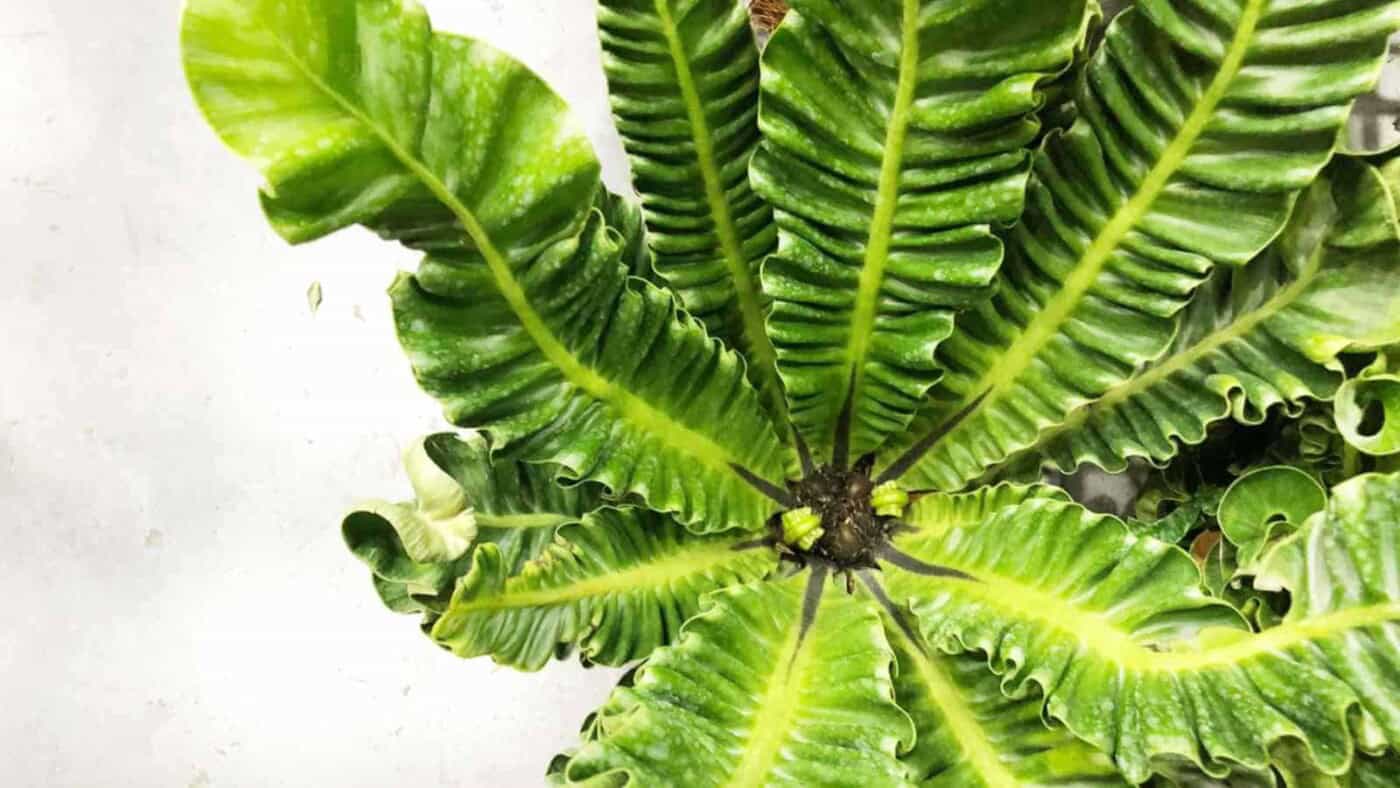 How to Grow and Care for Bird's Nest Fern (Asplenium Nidus)