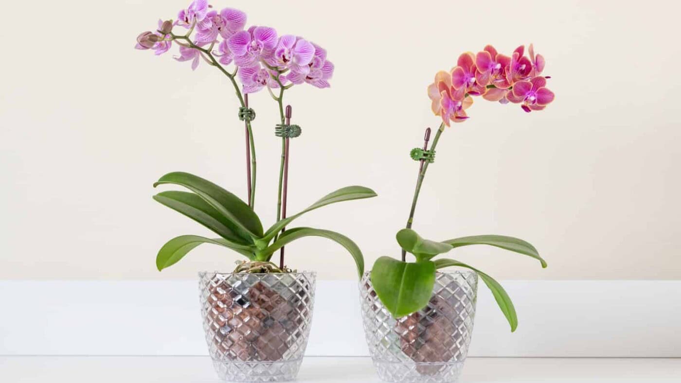 How to Easily Grow and Care for Phalaenopsis Orchids Indoors | Planet ...