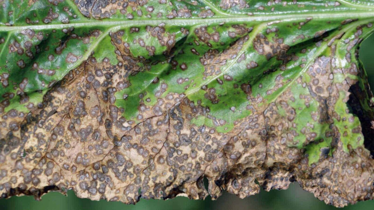 Leaf Spot Full Guide: Causes, Symptoms & Treatment Options