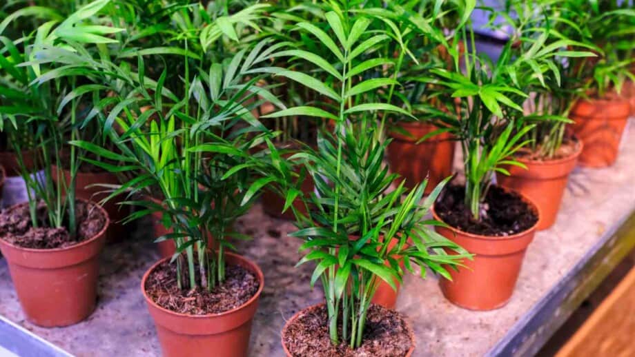Parlor Palm Guide: How to Grow and Care for Parlor Palm