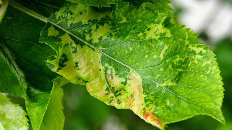 Leaf Spot Full Guide: Causes, Symptoms & Treatment Options