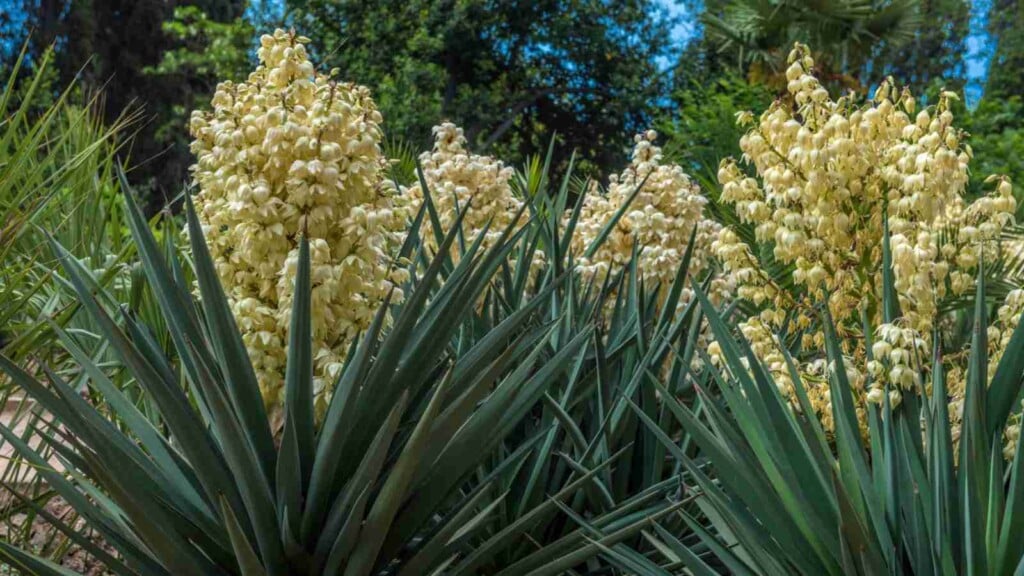 Yucca Plant Care: How to Grow and Care for Yucca Plants