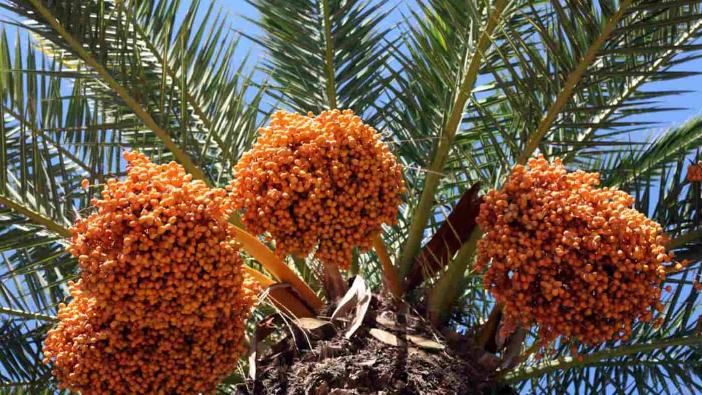 How to Plant, Grow, and Care for Date Palm Trees