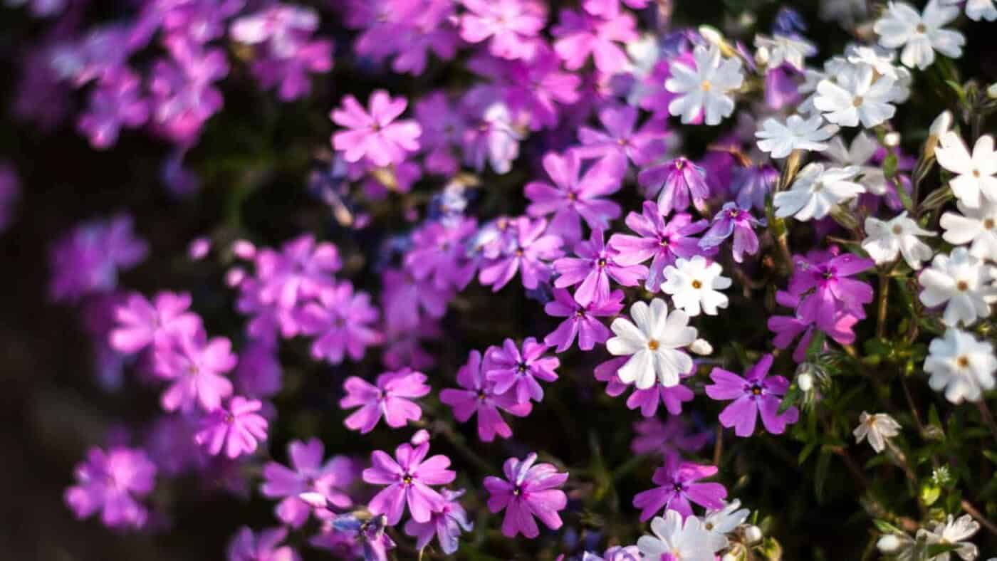 Creeping Phlox Guide: How to Plant and Grow Creeping Phlox