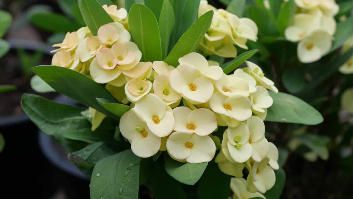 How to Grow and Care for Crown of Thorns (Euphorbia milii)