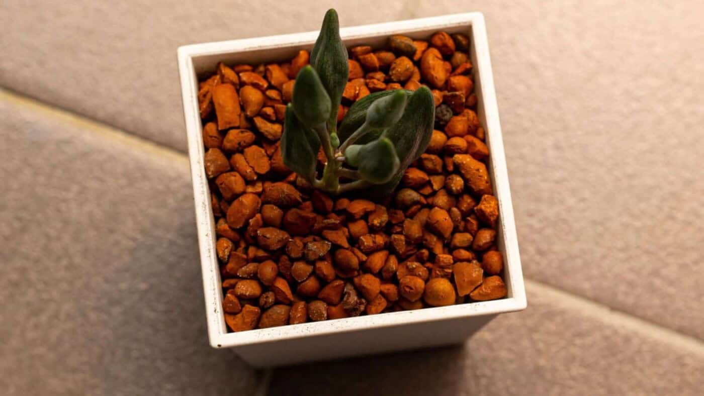 How to Grow and Care for String of Pearls (Complete Guide)