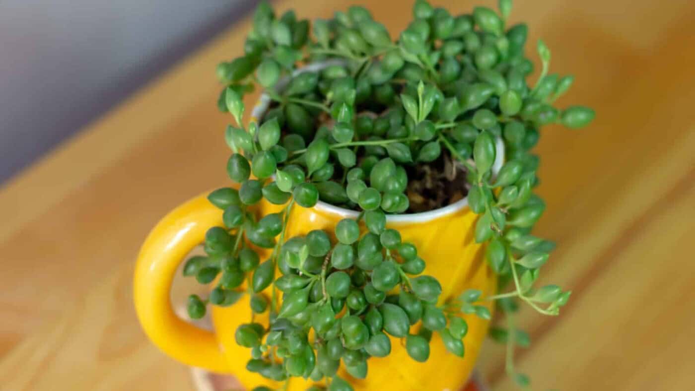 How to Grow and Care for String of Pearls (Complete Guide)