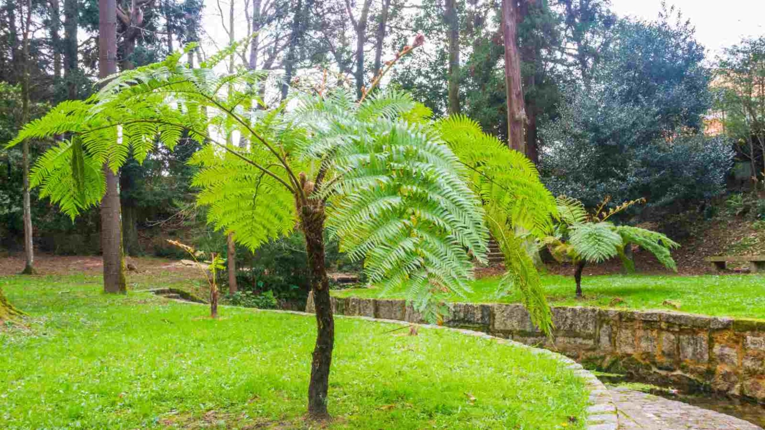 The 20 Best Fern Plants to Grow in Your Garden
