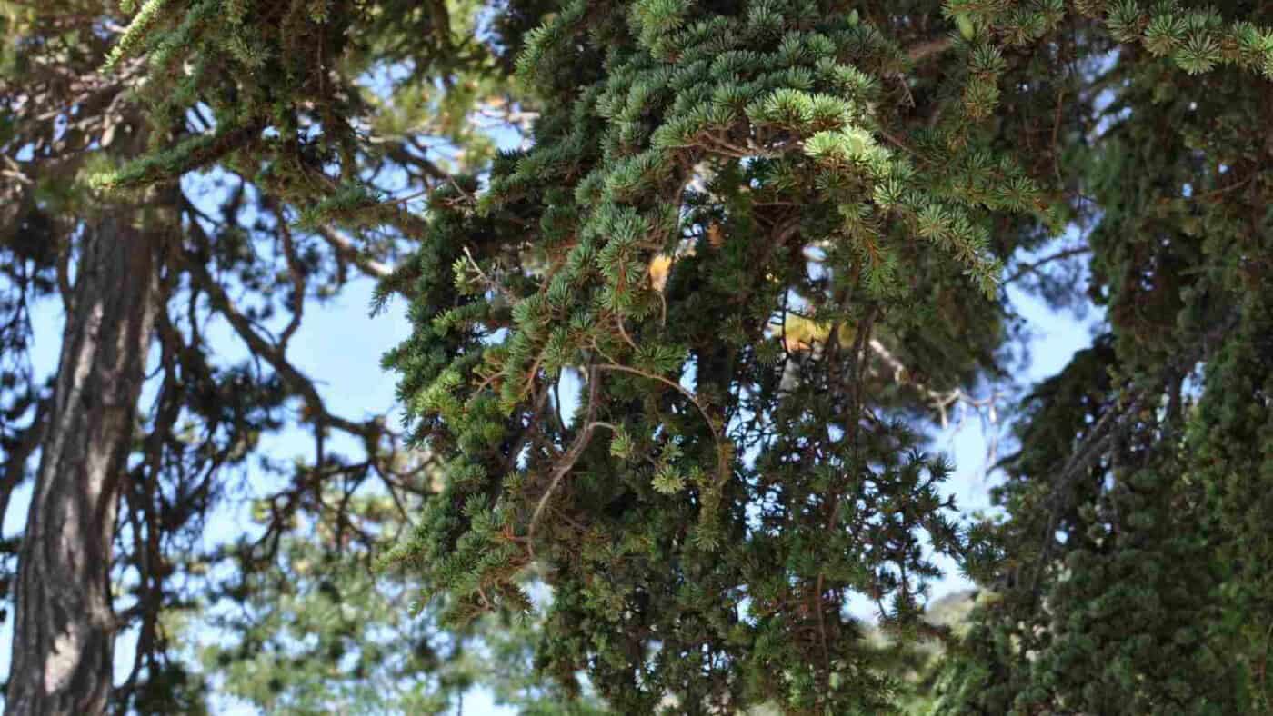 12 Different Types of Cedar Trees with Pictures