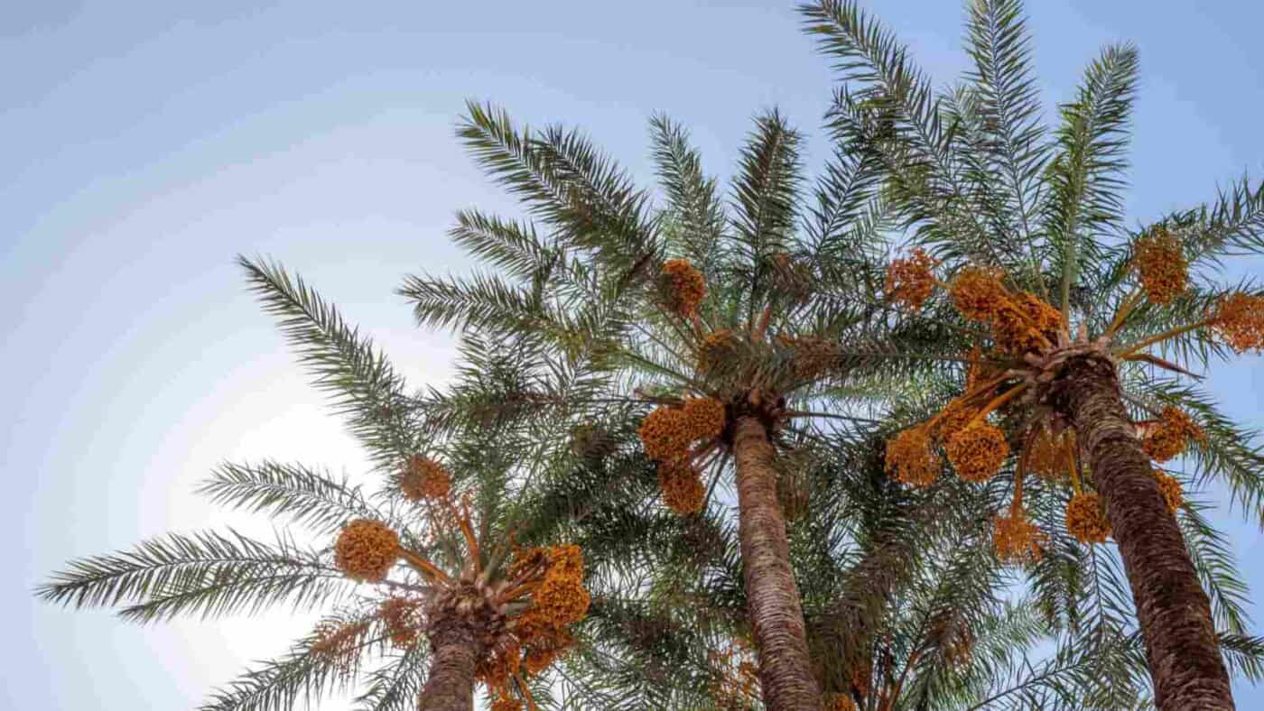 How to Plant, Grow, and Care for Date Palm Trees