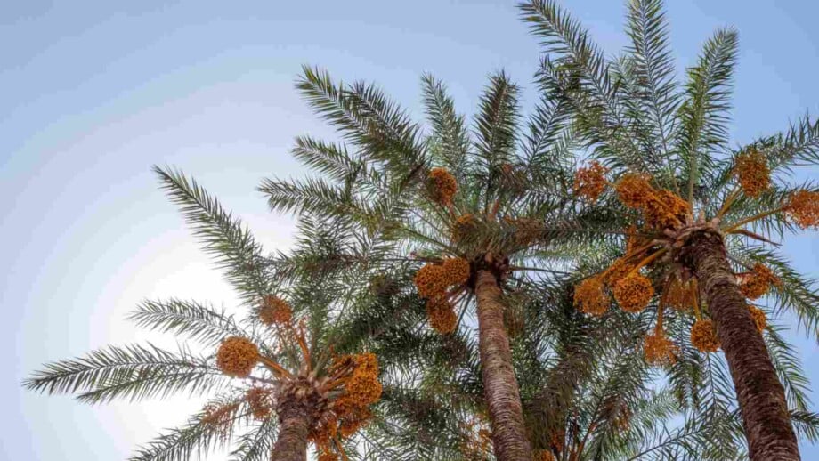 How to Plant, Grow, and Care for Date Palm Trees