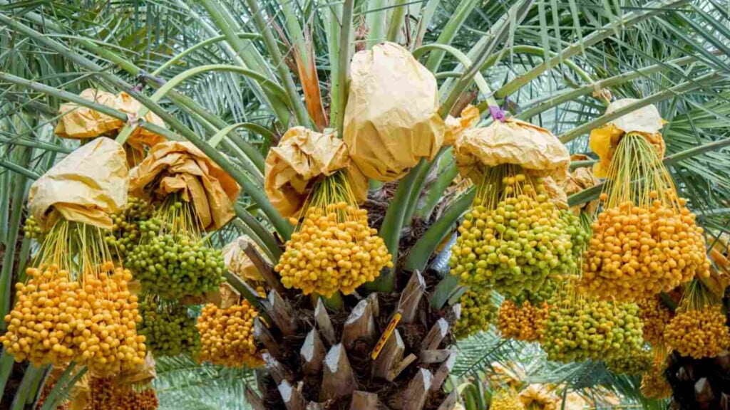How to Plant, Grow, and Care for Date Palm Trees