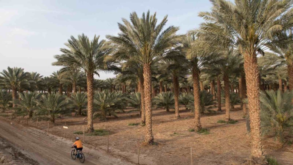 How to Plant, Grow, and Care for Date Palm Trees