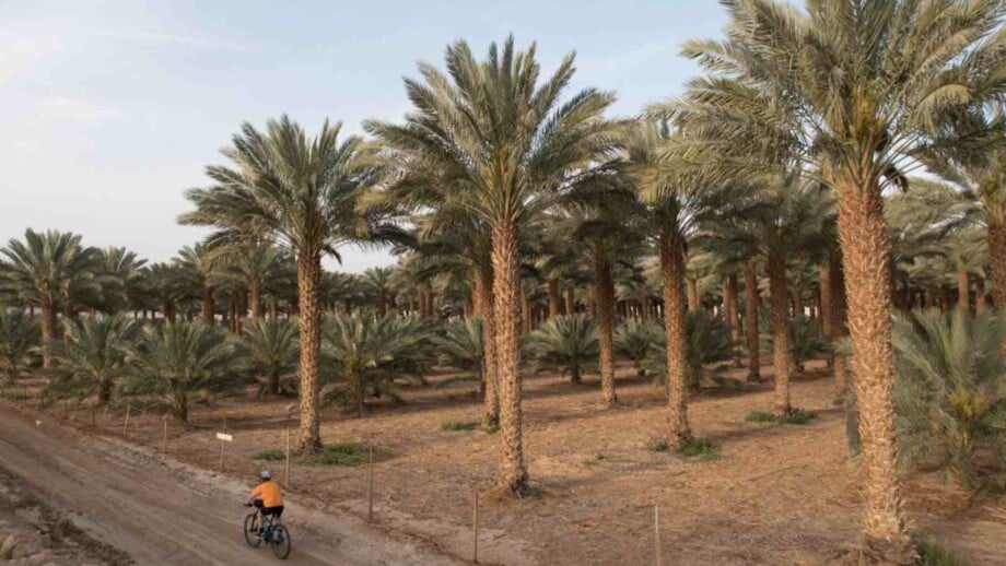 How to Plant, Grow, and Care for Date Palm Trees