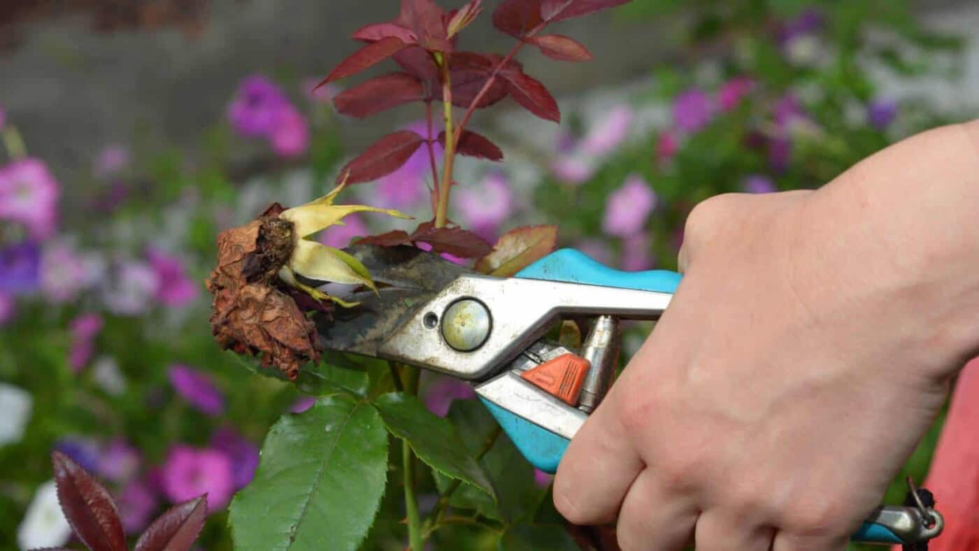 Deadheading Flowers - Benefits, Tips & Tricks + Things to Avoid