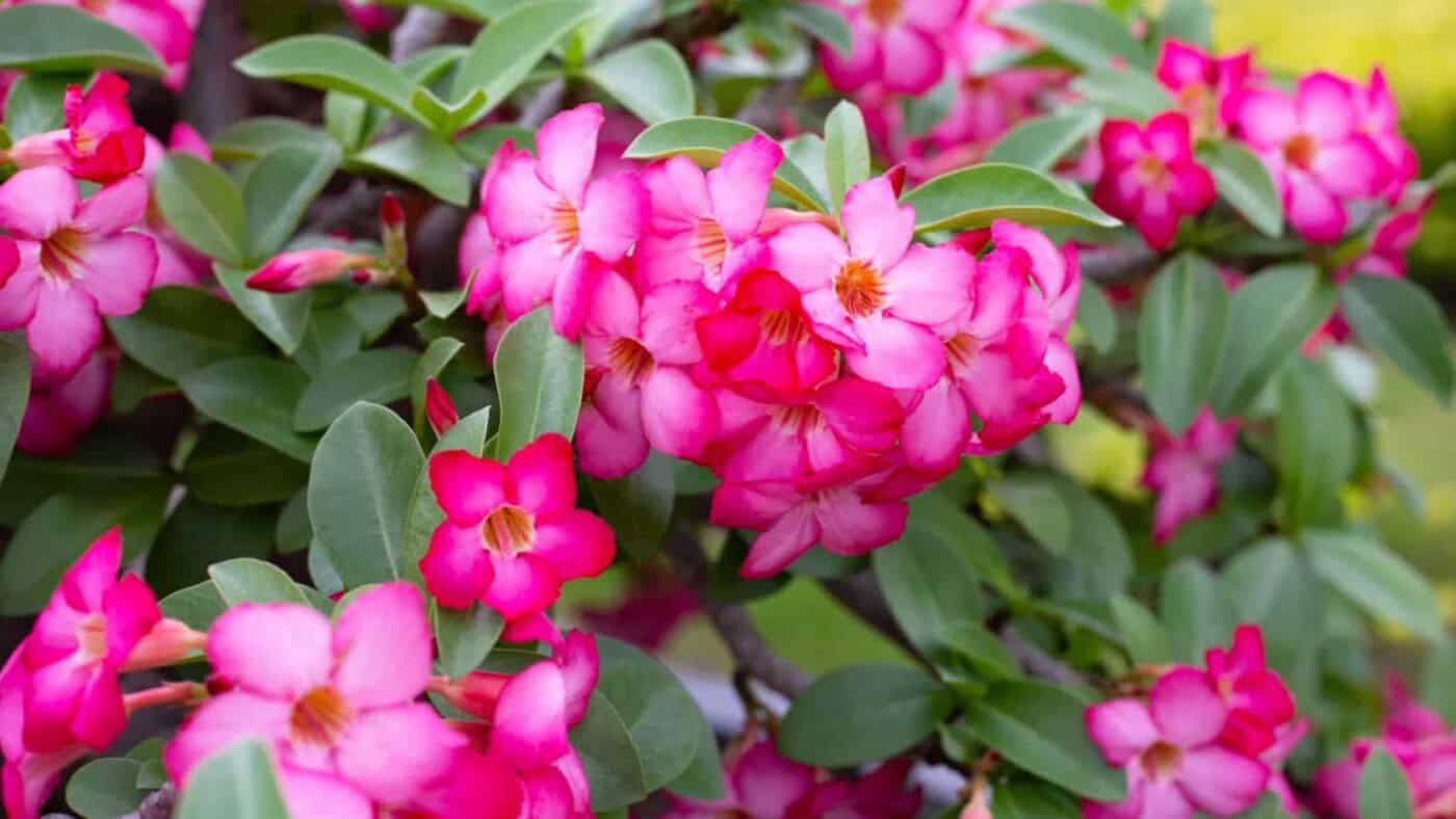 How to Plant, Grow and Care for Desert Rose (Adenium Obesum)