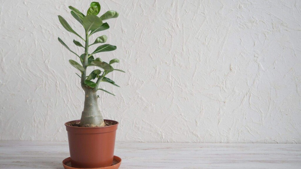 How to Plant, Grow and Care for Desert Rose (Adenium Obesum)