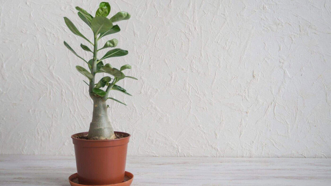 How to Plant, Grow and Care for Desert Rose (Adenium Obesum)