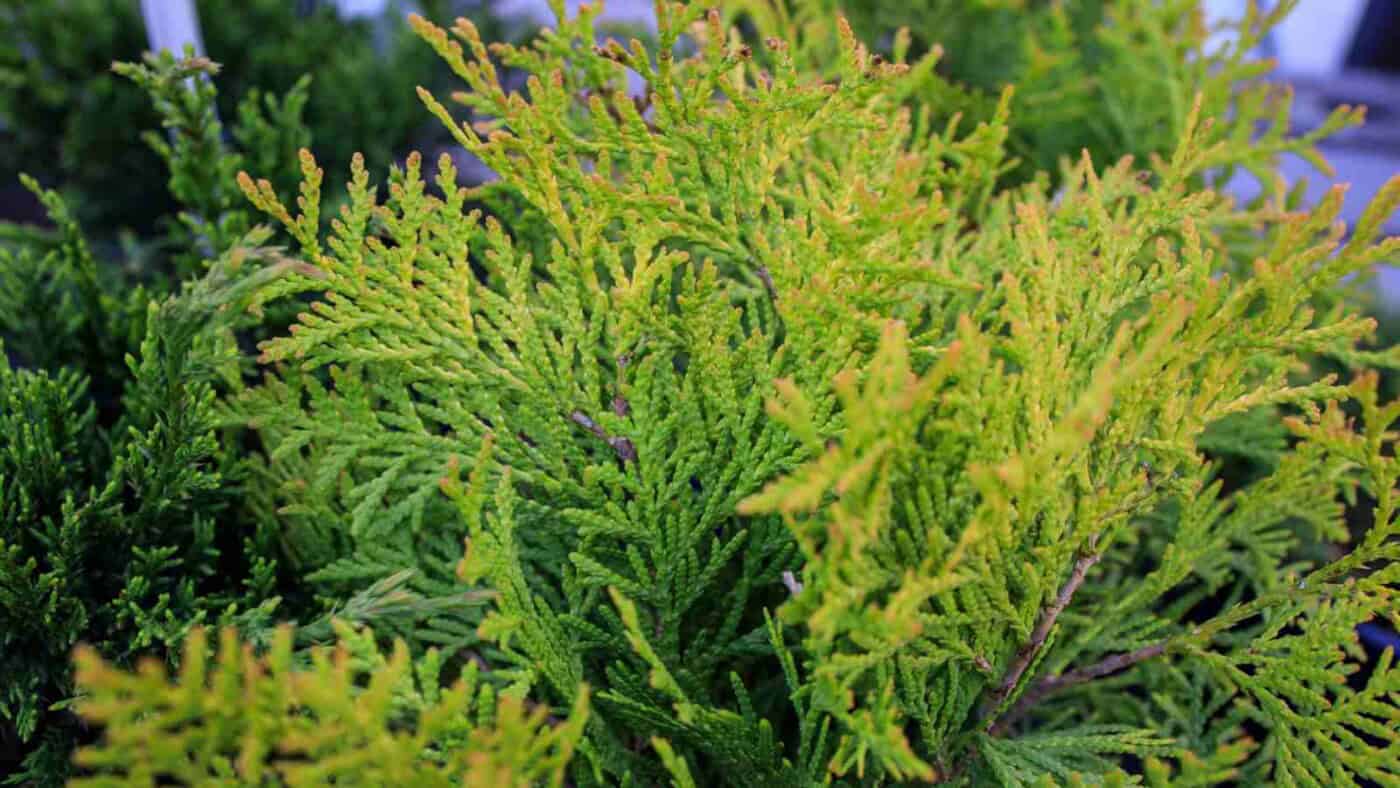 12 Different Types of Cedar Trees with Pictures