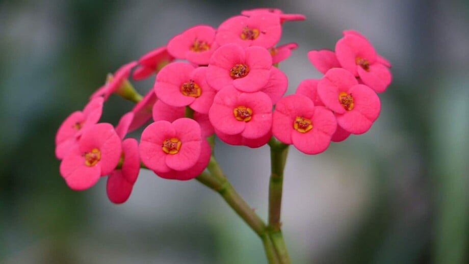 How to Grow and Care for Crown of Thorns (Euphorbia milii)