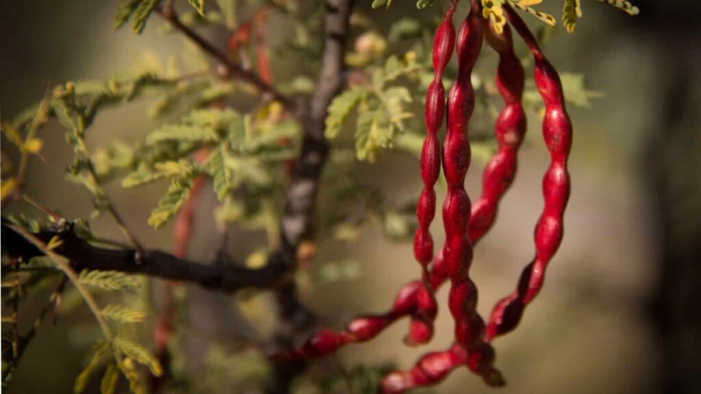 Mesquite Tree: Pros & Cons of Growing Mesquite Trees