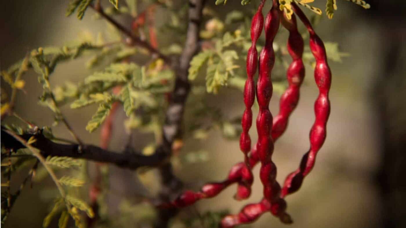 Mesquite Tree: Pros & Cons of Growing Mesquite Trees