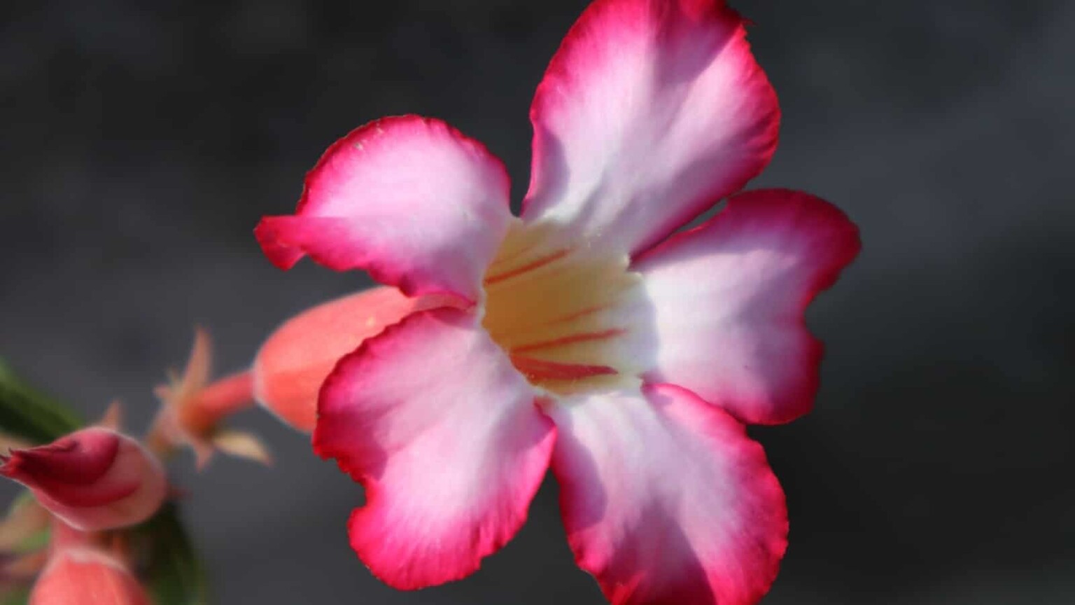 How to Plant, Grow and Care for Desert Rose (Adenium Obesum)
