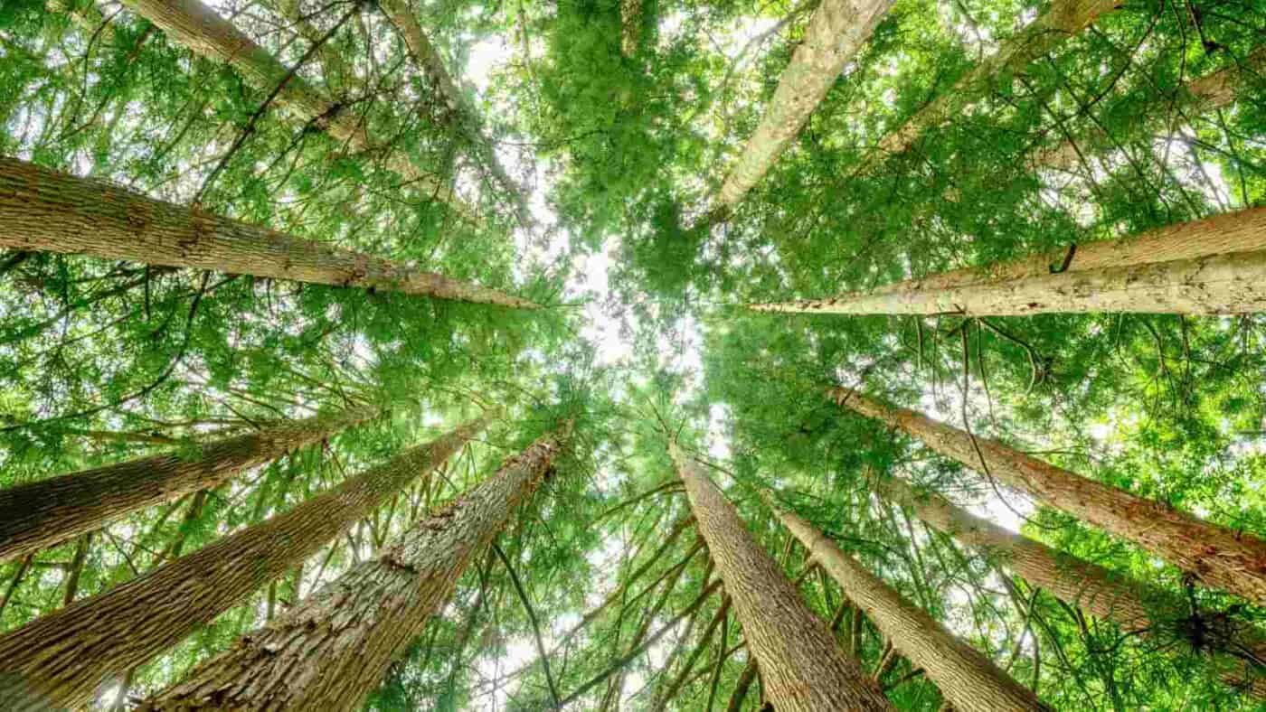 12 Different Types of Cedar Trees with Pictures