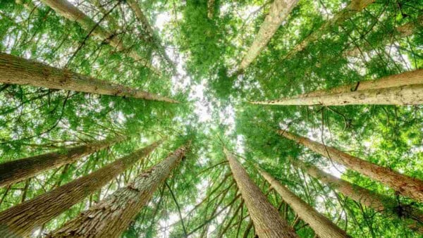 12 Different Types of Cedar Trees with Pictures