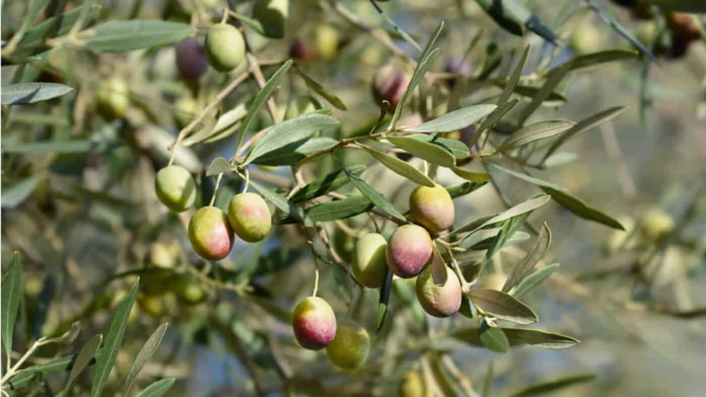 Olive Tree: How to Plant, Grow, and Care for Olive Trees
